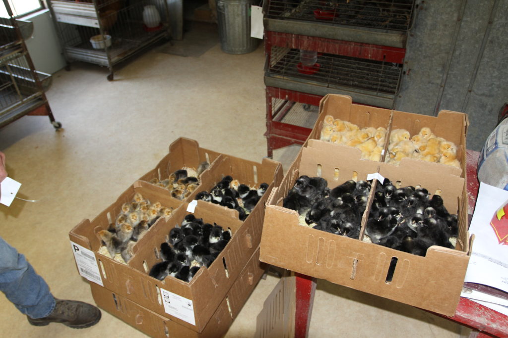 Photos – Fenton Feed Mill